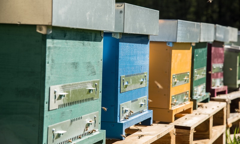 Adotta un alveare: l’idea di 3Bee per salvare le api e il nostro pianeta