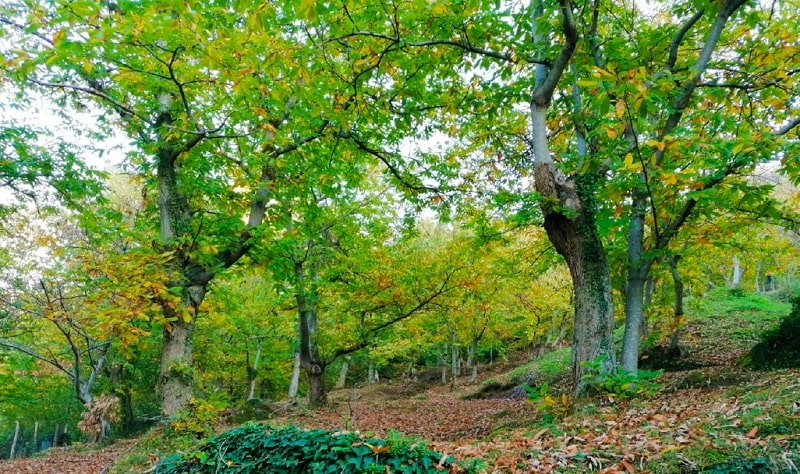Il ruolo delle foreste europee nella mitigazione dei cambiamenti climatici